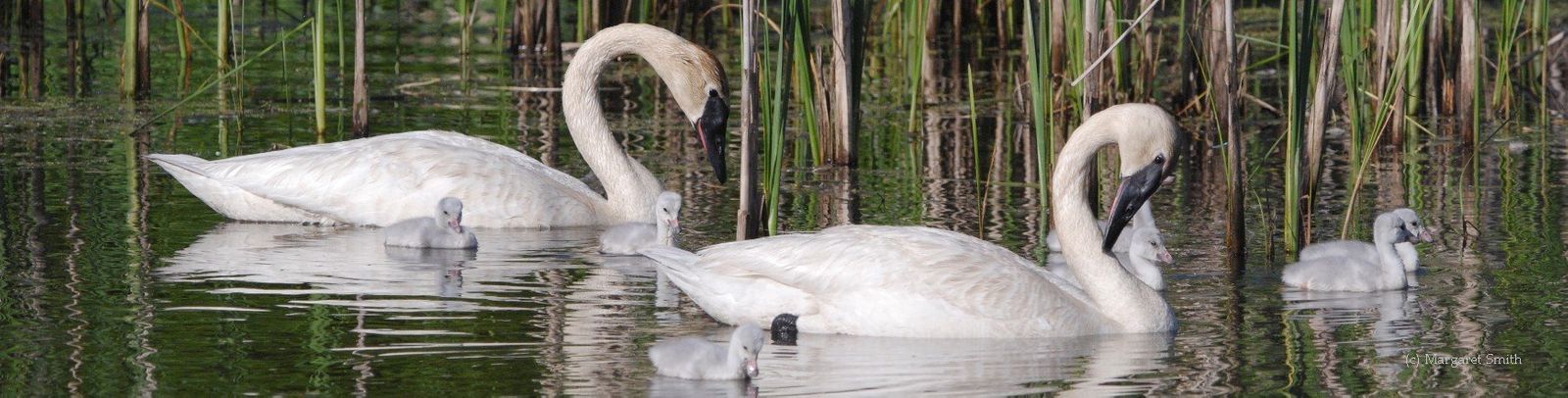Swan Library|Trumpeter Swan Society