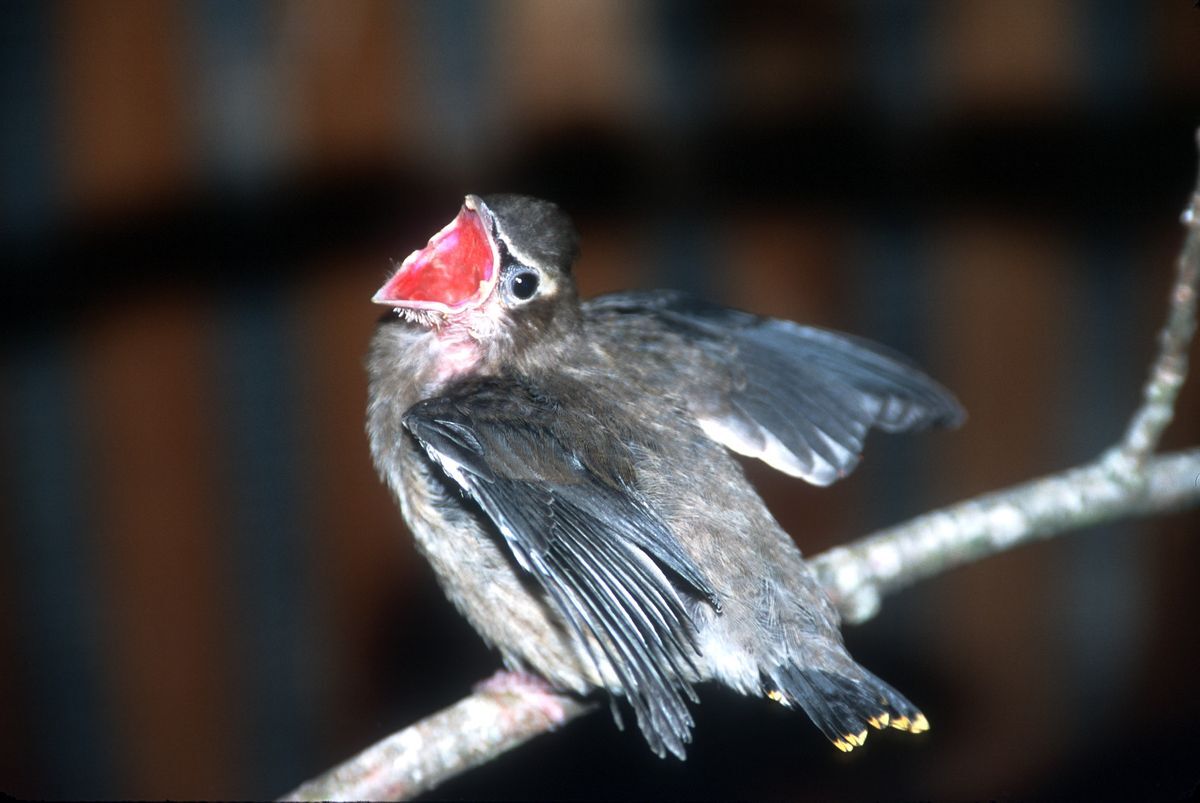 General Information : Found An Injured Animal? : Acadia Wildlife Center