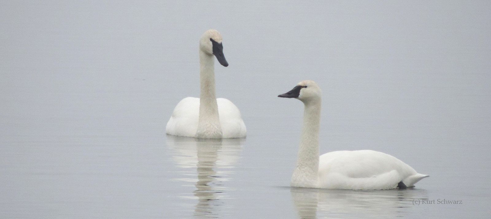 Trumpeter Swan Society|Plymouth, MN