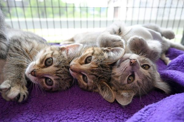 Tri-County Humane Society