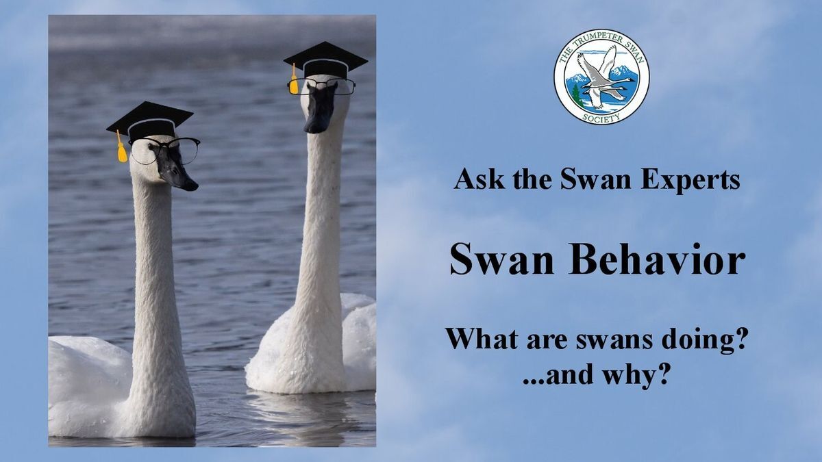 FAQs |Swan Information |Trumpeter Swan Society Plymouth MN