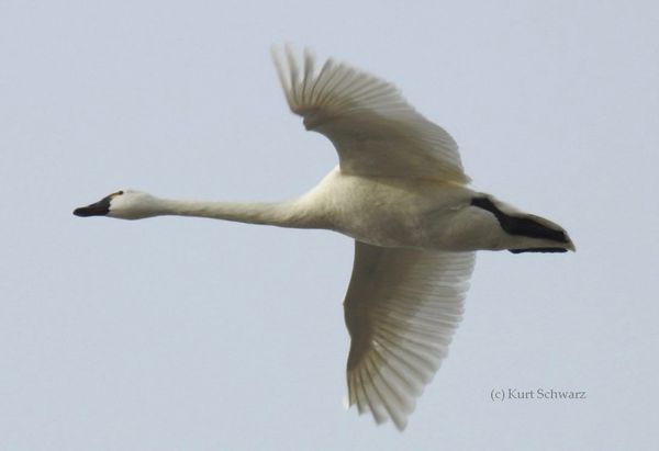 Common Swan Behaviors |Trumpeter Swan Society