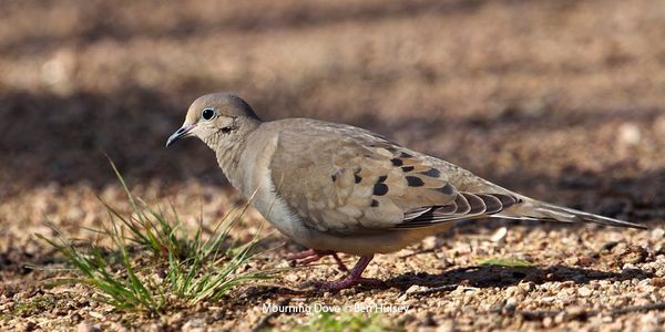 Mourning Dove | Bird Gallery | Houston Audubon