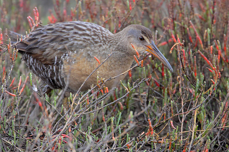 Clapper Rail | Bird Gallery | Houston Audubon