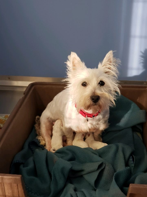 |Animal Shelter | Northeast Nebraska | Adopt|Humane Society