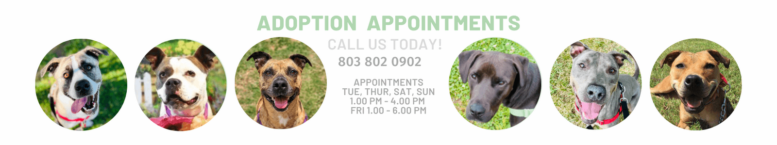 Dogs : Adoptable Pets : ADOPT : Humane Society of York County