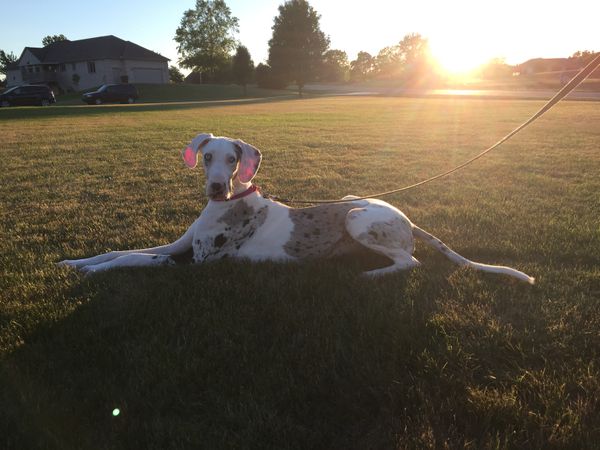 Home : Great Dane Rescue