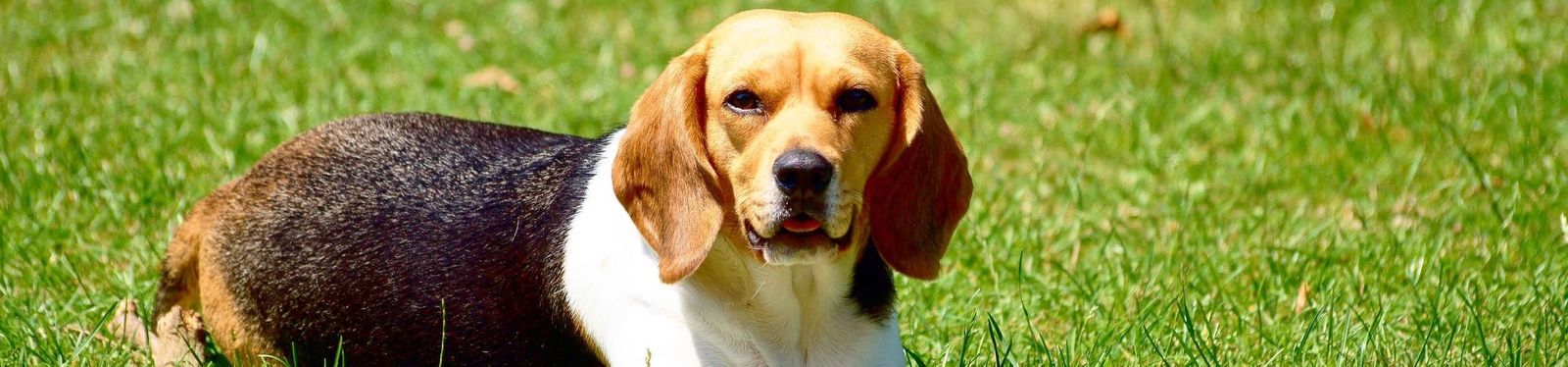 Become a Foster : How To Help : Eastern Madera County SPCA