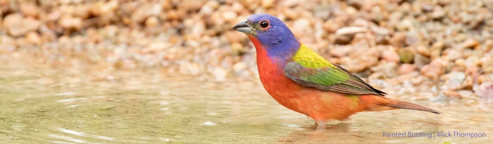 Home | Houston Audubon