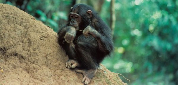 Gombe National Park - Friends of Washoe