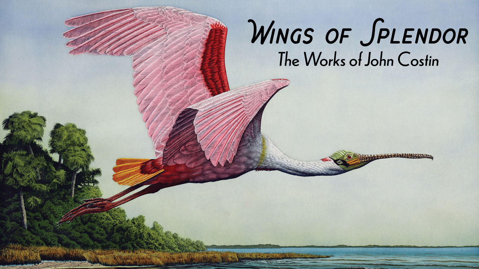 Wings of Splendor: John Costin Exhibit | Ormond Memorial Art Museum