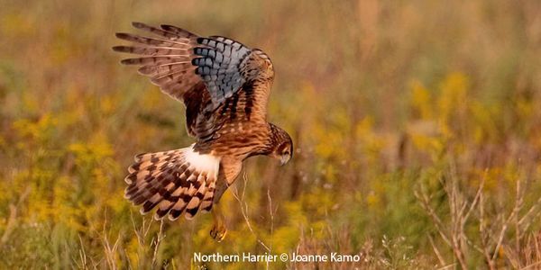 Northern Harrier | Bird Gallery | Houston Audubon
