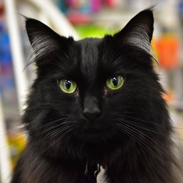 Home : Eastern Madera County SPCA