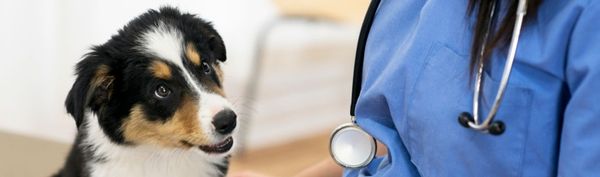 Spay/Neuter Assistance : Services : Eastern Madera County SPCA