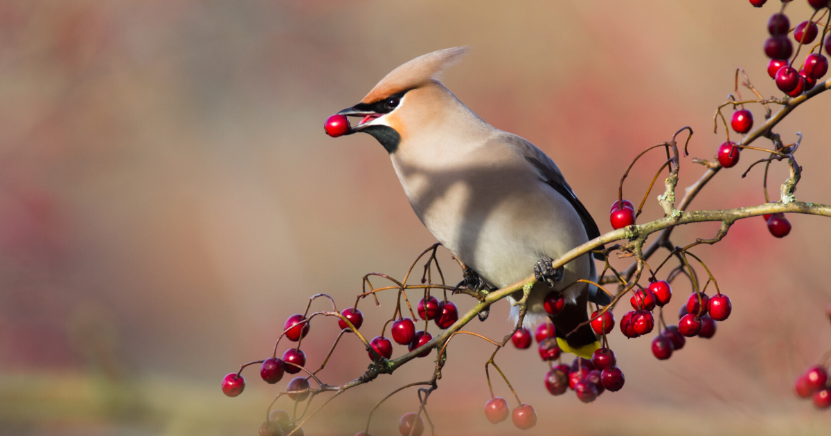 Let's Go Birding: The Elusive Cedar Waxwing | Audubon Society of RI