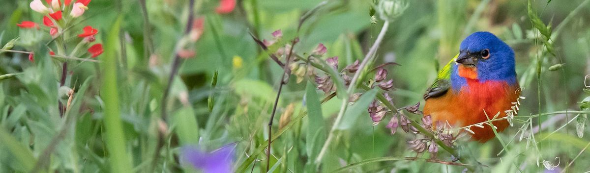 Home | Houston Audubon