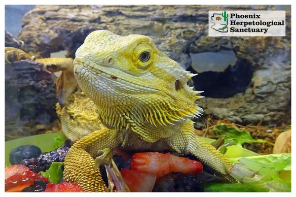 Lizard Day Camp Description : Camps : Education : Phoenix ...