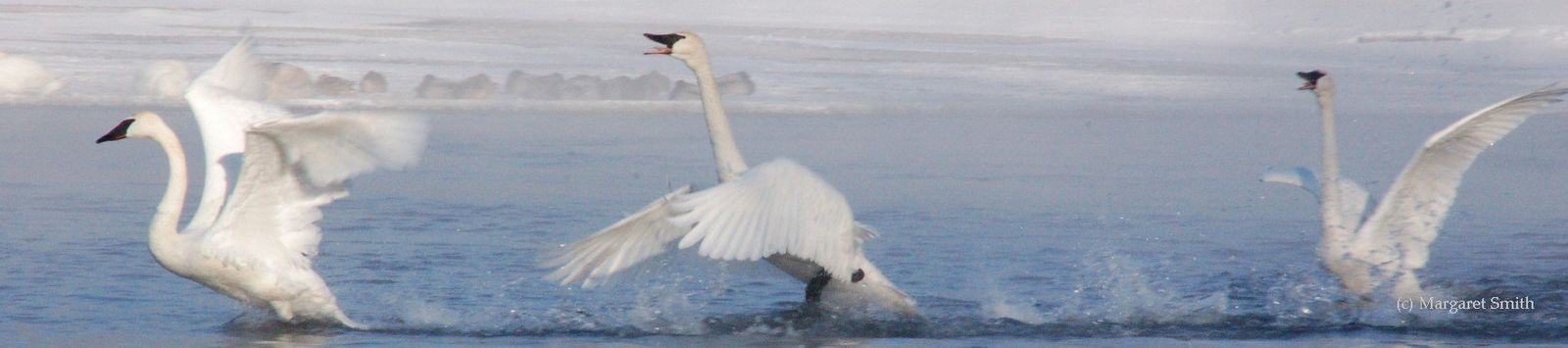 Voice : Identification and Behavior : Swan Information : The Trumpeter ...