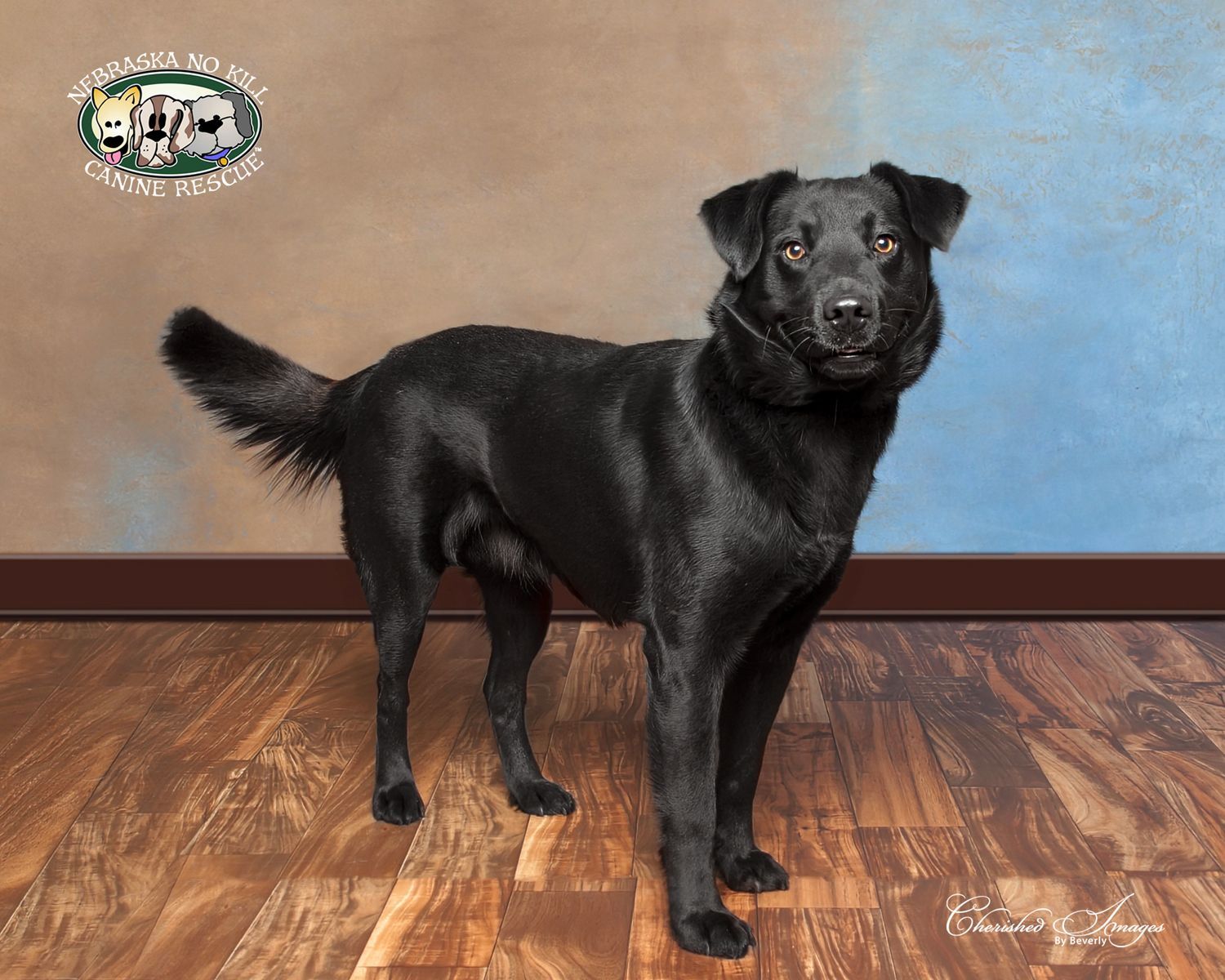 Charlie : Available Dogs : Nebraska No Kill Canine Rescue