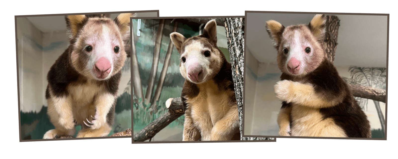 Tree Kangaroo Project