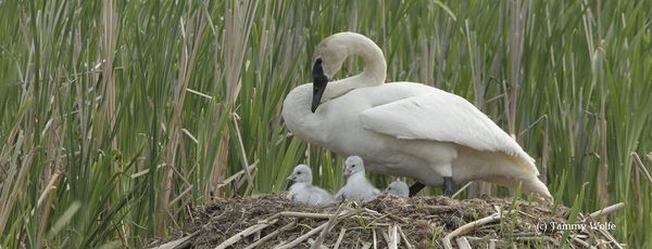 Top 10 Threats to Trumpeter Swans|Trumpeter Swan Society