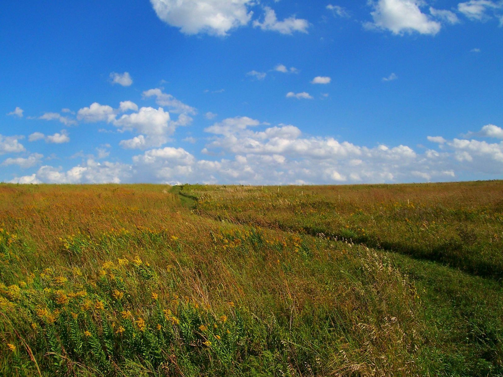 Plant | Landscape | Plains | Nebraska | Arboretum | Statewide