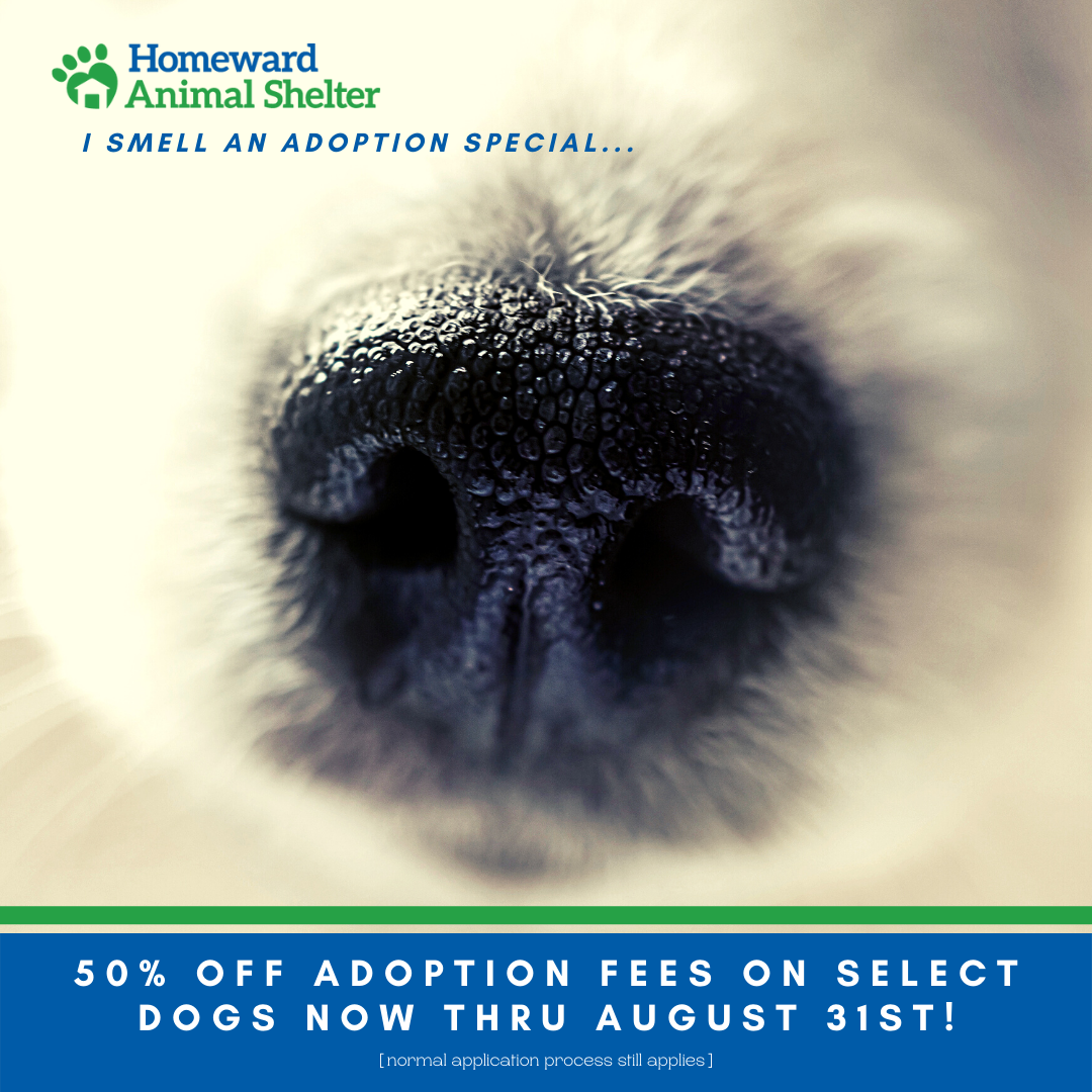 Homeward Animal Shelter : Home