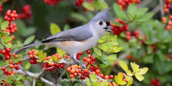 Tufted Titmouse | Bird Gallery | Houston Audubon