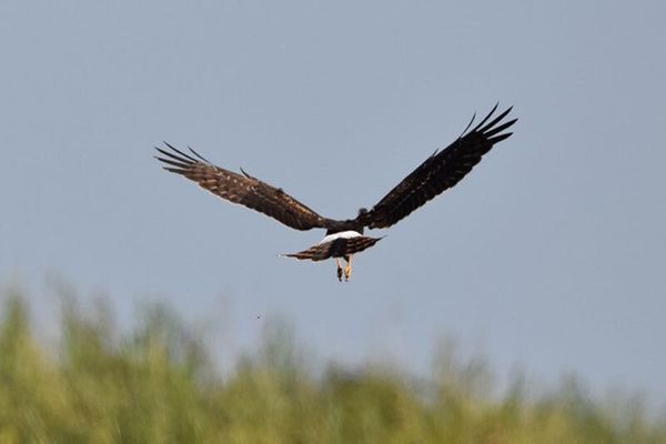 Northern Harrier | Bird Gallery | Houston Audubon