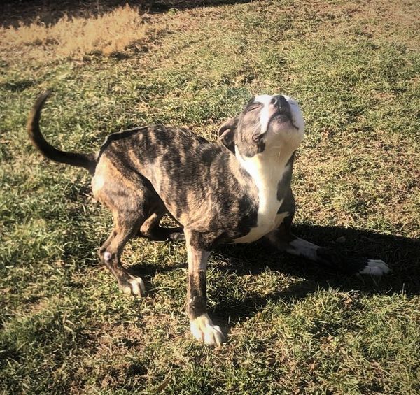 York County SPCA : Home