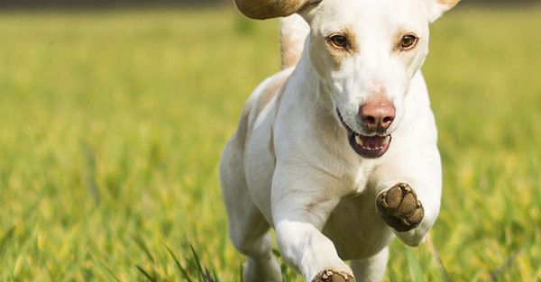 Lincoln Animal Ambassadors