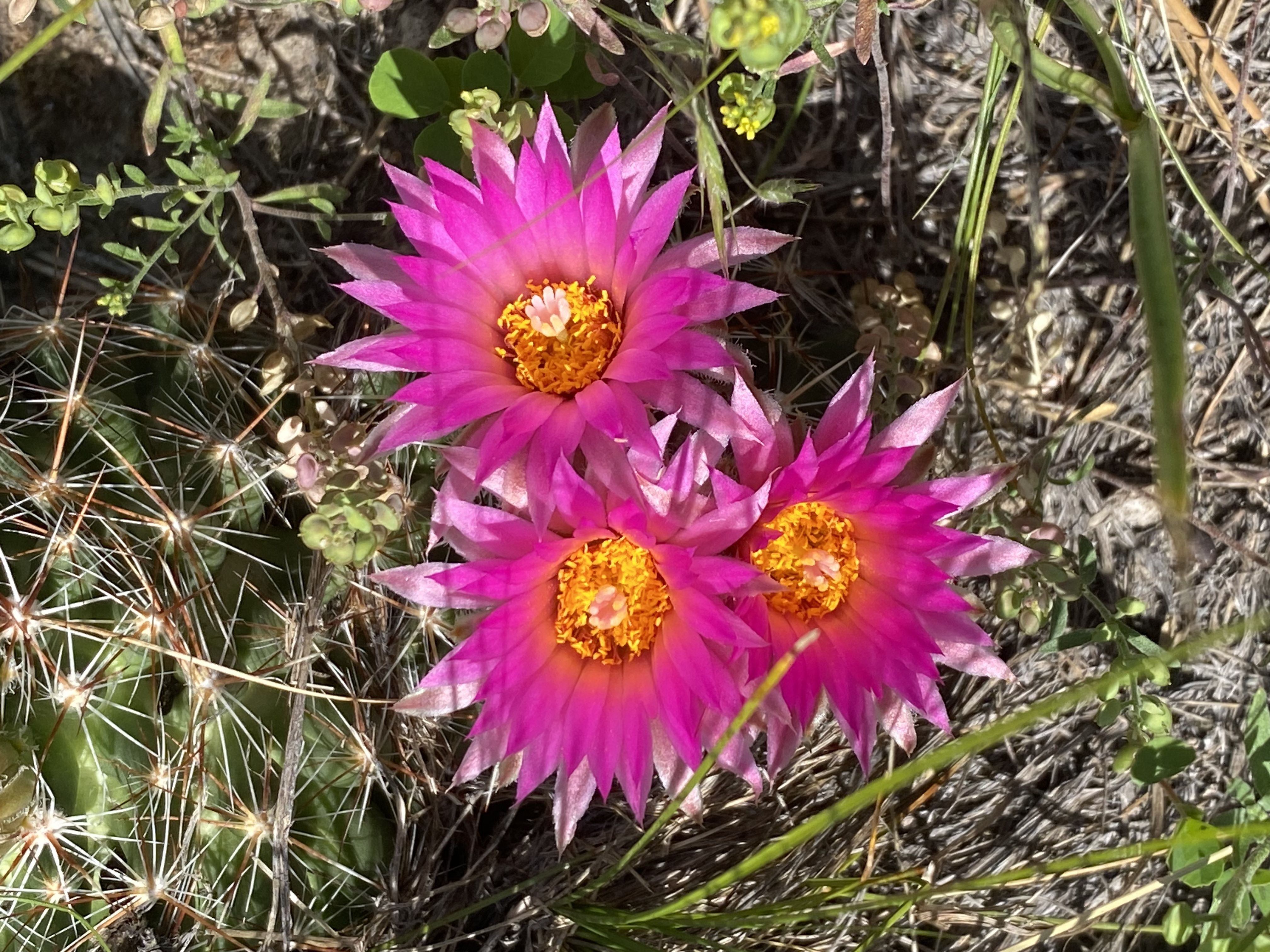 Plant | Landscape | Plains | Nebraska | Arboretum | Statewide