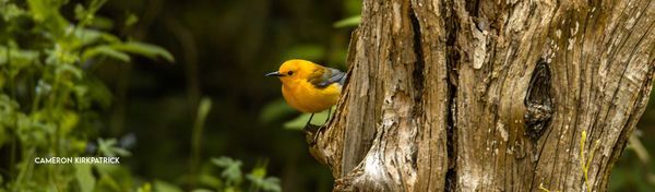 Photo Contest | Houston Audubon