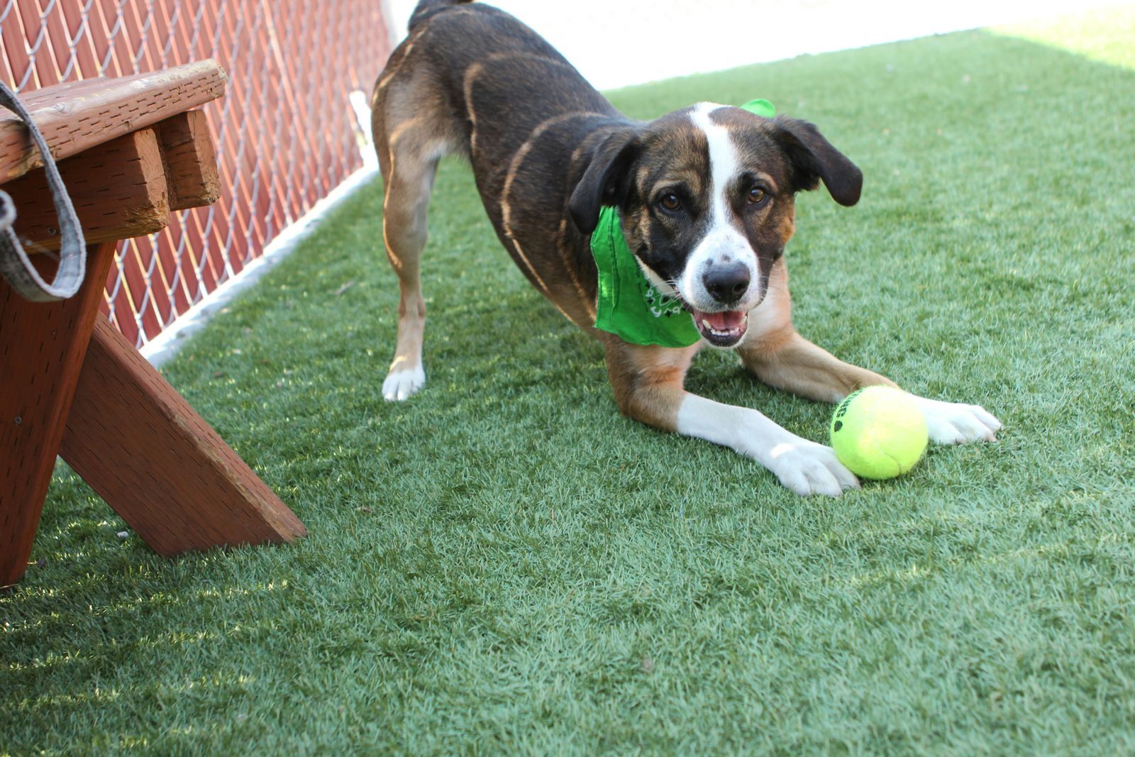 Capital Humane Society | Lincoln, NE | Home