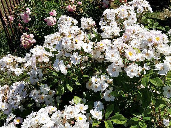 Aldridge Gardens | Nature & Art | Hoover, Alabama