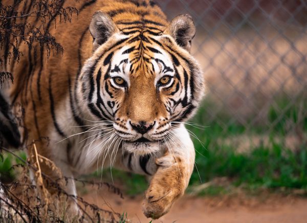 Home : Center for Animal Research and Education