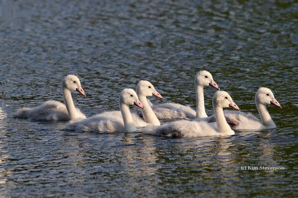 Juvenile Swan Identification | Trumpeter Swan Society