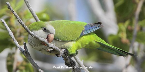 Monk Parakeet | Bird Gallery | Houston Audubon