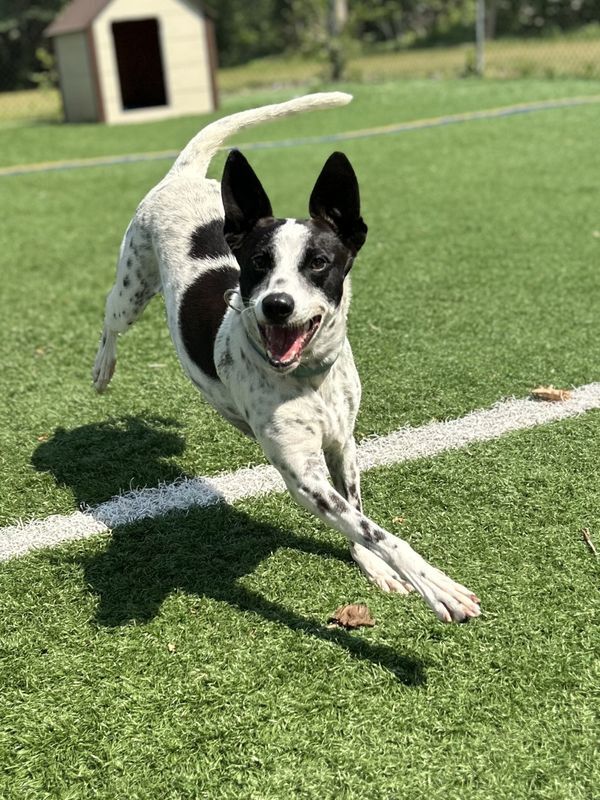 Ramapo-Bergen Animal Refuge