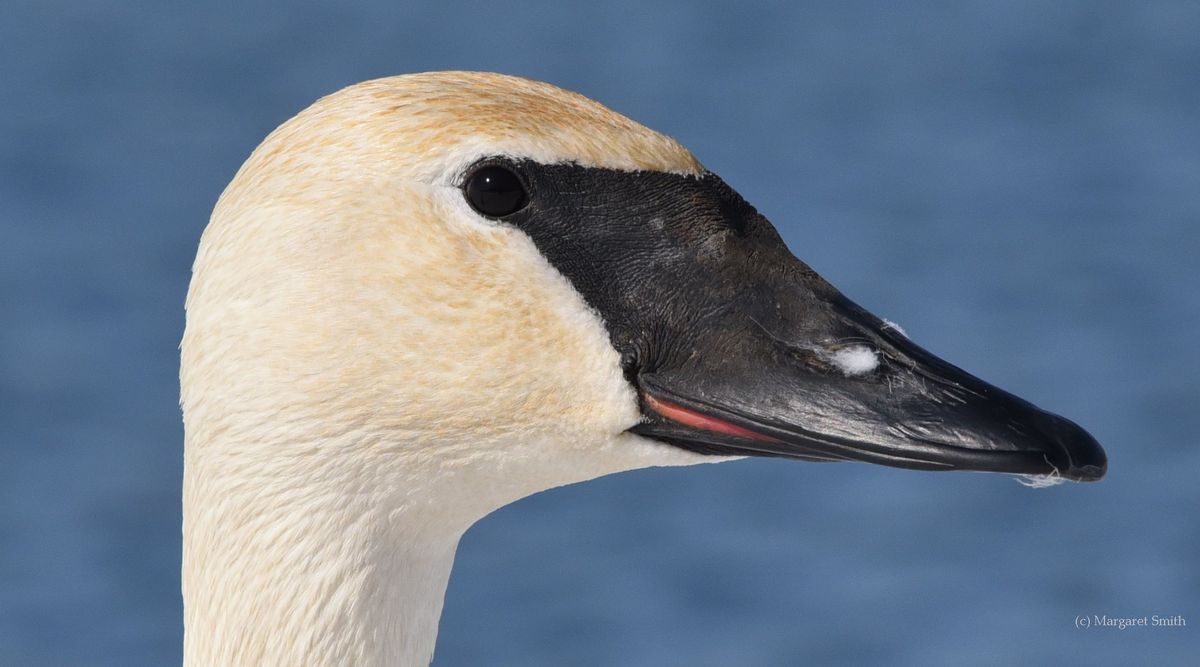 Voice Head & Bill Adult Swan ID |Trumpeter Swan Society