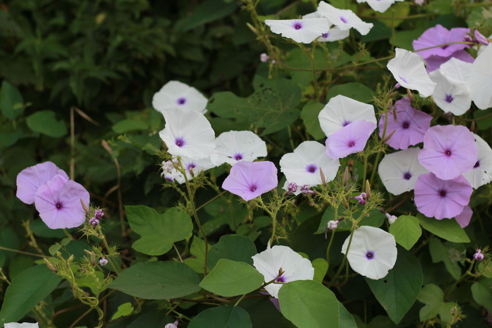 History : Germany, Tutzing : Europe : Worldwide Locations : Missionary ...