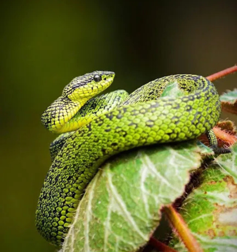 Snake Facts | Explore the Beauty and Diversity of Snakes