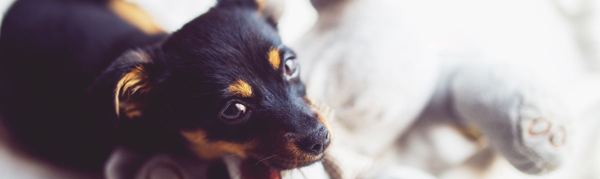 Fundraising : Volunteer : How To Help : Eastern Madera County SPCA