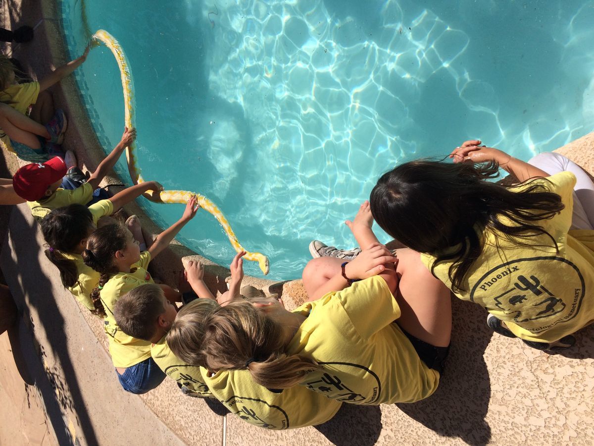 Snake Camp : Camps : Education : Phoenix Herpetological Society