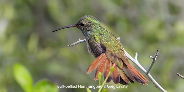 Buff-bellied Hummingbird | Bird Gallery | Houston Audubon