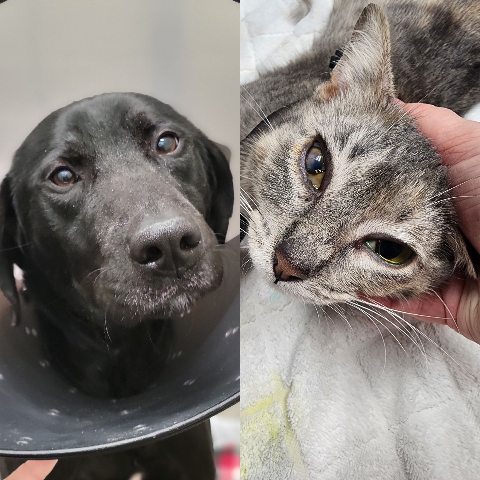 Tri-County Humane Society