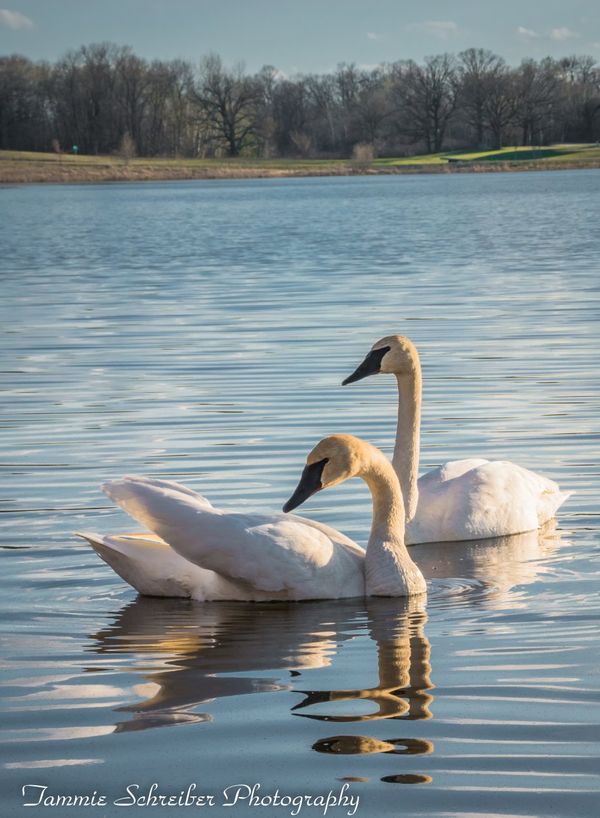 Swan Stories|Trumpeter Swan Society