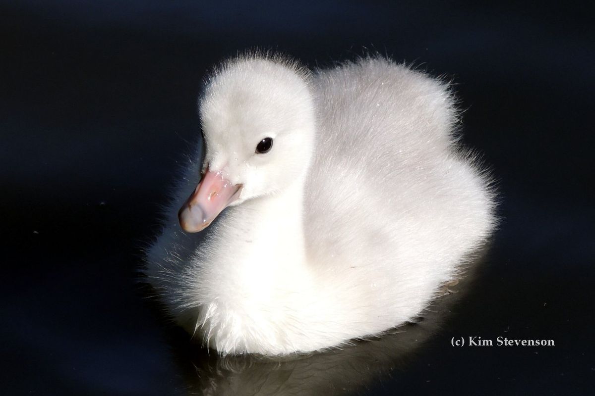 Juvenile Swan Identification | Trumpeter Swan Society