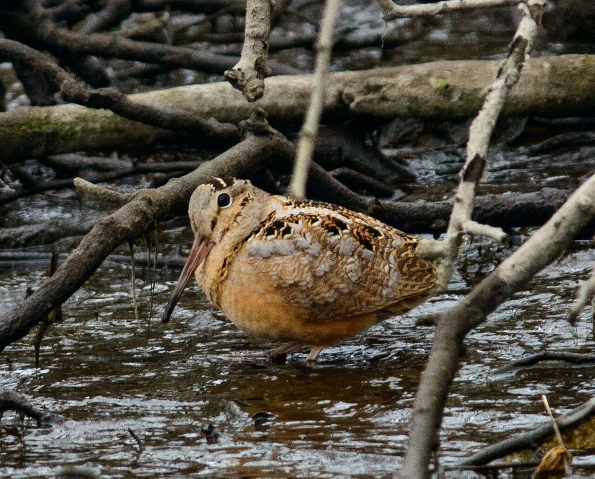 Let's Go Birding: The Amazing American Woodcock