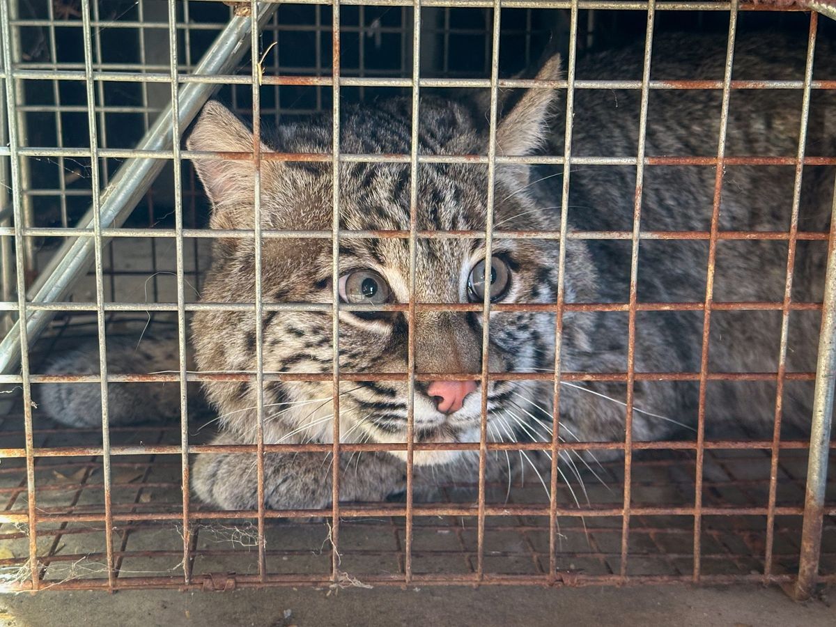 Trapping & Relocating Wildlife